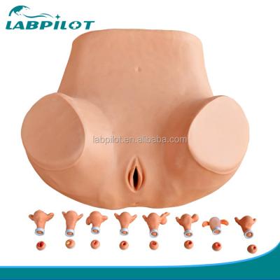 China GYN Skills Teaching Comprehensive Pelvic Examination Simulator featuring Advanced PVC for sale