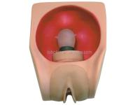 China OB and GYN Nursing Training Simulator Female Contraception Practice Model with Vagina for sale