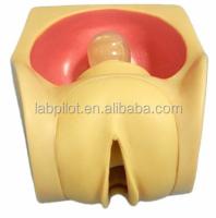 China OB and GYN Nursing Training Simulator Female Contraception Practice Model with Vagina for sale