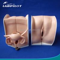 China Family Planning Contraception Guidance Model Human Life Size IUD Placement and Remova for sale