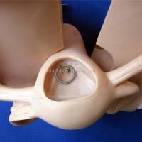 China Family Planning Contraception Guidance Model Human Life Size IUD Placement and Remova for sale