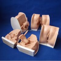 China Family Planning Contraception Guidance Model Human Life Size IUD Placement and Remova for sale