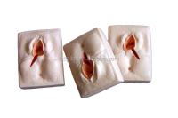 China GYN Skills Teaching 3-Set Perineum Suturing Simulator and Episiotomy Wound Suturing Model for sale