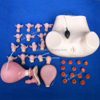 China Comprehensive Gynecological Examination Training Manikin with Various Cervix and Uterus Models for sale