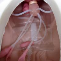 China Medical Science Various Gynecological Nursing Skills Training Manikin Pelvic and Vagina Examination Model for sale