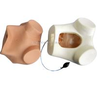 China Medical Science Various Gynecological Nursing Skills Training Manikin Pelvic and Vagina Examination Model for sale