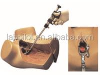 China Medical Science Various Gynecological Nursing Skills Training Manikin Pelvic and Vagina Examination Model for sale