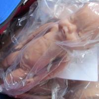 China Pregnant Woman Manikin Baby Doll Midwifery Childbirth Training Model with Advanced PVC for sale