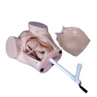 China Leopold Maneuvers Midwifery Obstetrical Birthing Manikin Human Life Size for sale