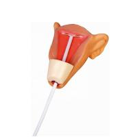 China Contraception Simulator Family Planning and IUD Training Model for Uterus Insertion for sale