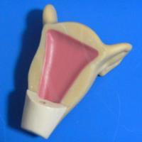 China Contraception Simulator Family Planning and IUD Training Model for Uterus Insertion for sale