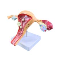 China Female Internal and External Genital Organs Model Medical Science for Human Life Size for sale