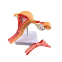 China Female Internal and External Genital Organs Model Medical Science for Human Life Size for sale