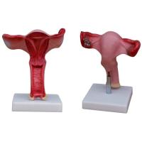 China Female Internal and External Genital Organs Model Medical Science for Human Life Size for sale