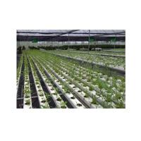 China Customizable NFT Pipes PVC Channel 2 Meters Length 100x50mm for Hydroponic Growing for sale