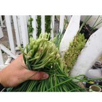 China Zip Grow Tower Hydroponic PVC Pipe 100x100mm Pouch Holes for Improved Nutrient Flow for sale