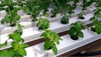 China Food-Grade NFT PVC Tube and PVC Gutter for Mass Production Hydroponic Growing System for sale