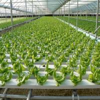 China Moulding Anti-UV PVC Hydroponic Planting Tube -40C- 70C for Temperature Agriculture for sale