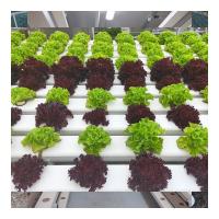 China Moulding Anti-UV PVC Hydroponic Planting Tube -40C- 70C for Temperature Agriculture for sale