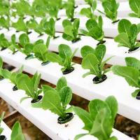 China Nursery Greenhouse Hydroponic Pipe NFT Farm with Vertical Aeroponics System Pouch Holes for sale