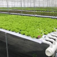 China Hydroponic Tube for Mint Lettuce Spinach Celery Scallion Coriander Strawberry Chicory for sale