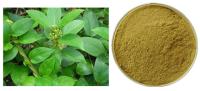 China Gymnema Sylvestre Leaf Anthocyanin Extract Powder For Pharmaceutical for sale