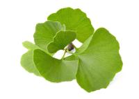 China Owering Blood Pressure Ginkgo Biloba Bulk Powder for sale