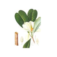 China Anti Stress 98% Pure Natural Organic Magnolia Bark Extract for sale