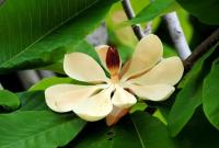 China HPLC Magnolol / Honokiol Magnolia Officinalis Bark Extract for sale