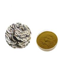 China Strengthen Physique Brown Yellow Coriolus Versicolor Extract Powder for sale