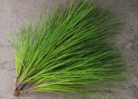 China Pine Leaves Herbal Extract Powder for sale
