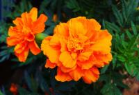 China Natural Pigment Xanthophyll Marigold Flower Herbal Extract Powder for sale