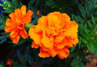 China Natural Pigment Xanthophyll Marigold Flower Herbal Extract Powder for sale