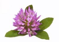 China Purity 2.5% 8% 20% 40% Isoflavones Red Clover Extract Powder for sale