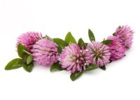 China Purity 2.5% 8% 20% 40% Isoflavones Red Clover Extract Powder for sale