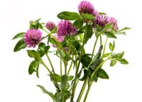 China Purity 2.5% 8% 20% 40% Isoflavones Red Clover Extract Powder for sale