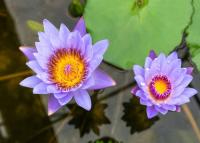 China Nymphaea Caerulea Flower Powder Blue Lotus Organic Herbal Extracts for sale