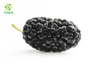 China Anthocyanin Fruit Mulberry Herbal Extract Powder For Food Additives for sale