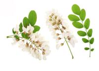 China 95% 98% Pure Rutin Powder Flower Bud Part Sophora Japonica Extract for sale