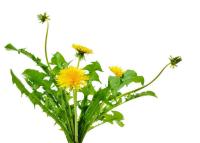 China Water Soluble Organic Dandelion Root Herbal Extract Powder for sale