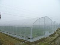 China Shoulder Height 2.5m Agricultural Greenhouse 275gsm Zinc Coating Plastic Film Greenhouse for sale