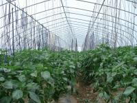 China Shoulder Height 2.5m Agricultural Greenhouse 275gsm Zinc Coating Plastic Film Greenhouse for sale