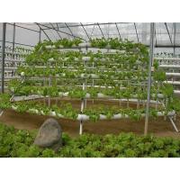 China Customizable Electricity Vertical Hydroponic System For Indoor Plant Growing for sale