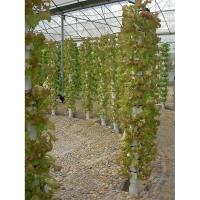 China Customizable Electricity Vertical Hydroponic System For Indoor Plant Growing for sale