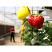 China Customizable Electricity Vertical Hydroponic System For Indoor Plant Growing for sale