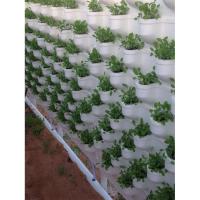 China Film Type Vertical Hydroponic Growing System Single Span For 5m Roof Height for sale
