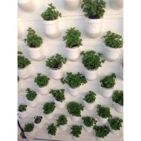 China Film Type Vertical Hydroponic Growing System Single Span For 5m Roof Height for sale