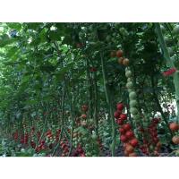 China Shoulder Height 2.5m Home Hydroponic Greenhouse Customized With Galvanized Steel Pipe for sale