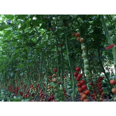 China Shoulder Height 2.5m Home Hydroponic Greenhouse Customized With Galvanized Steel Pipe for sale