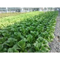 China Shoulder Height 2.5m Home Hydroponic Greenhouse Customized With Galvanized Steel Pipe for sale